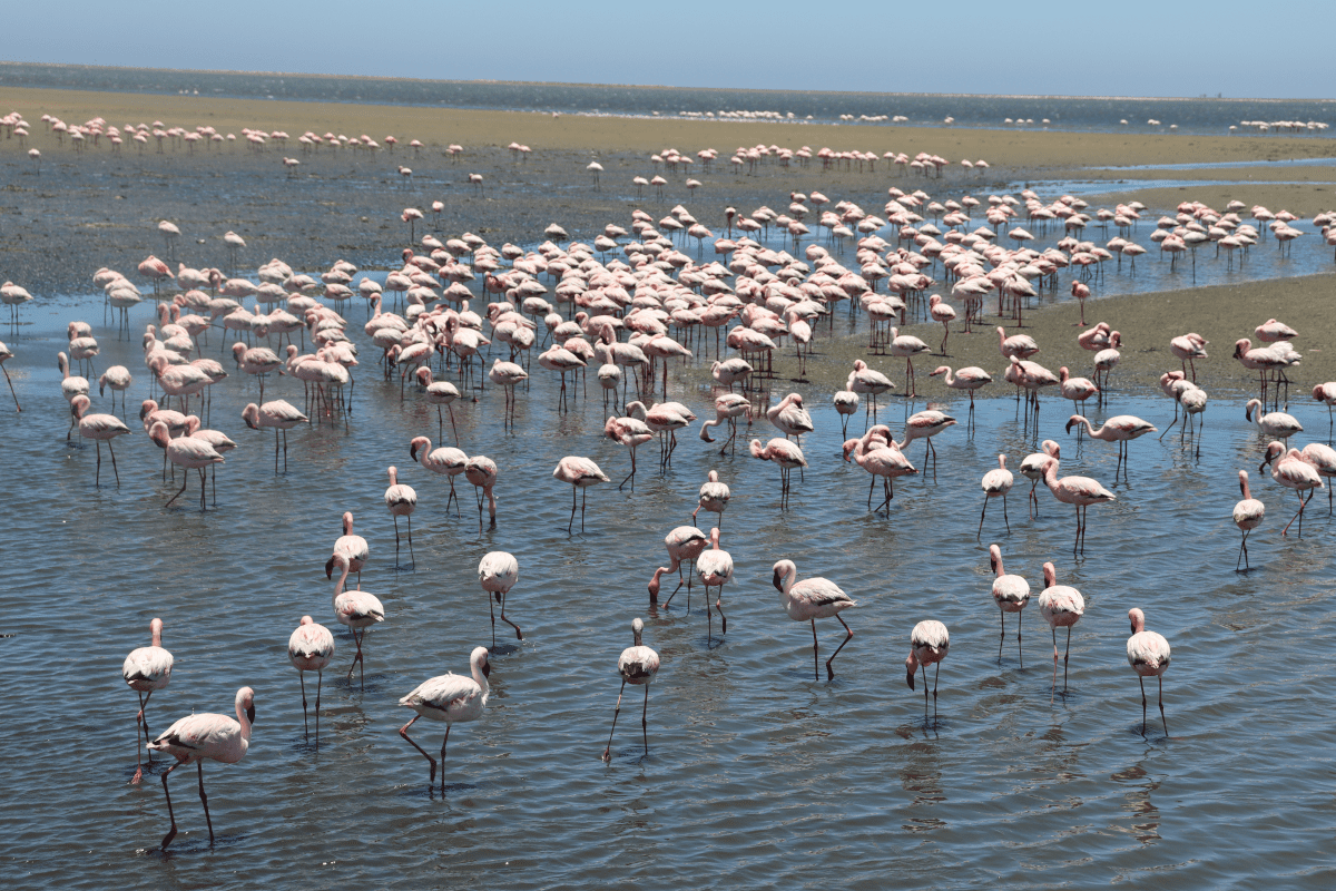 Must-Visit Destinations in Namibia - Victoria Kafifi